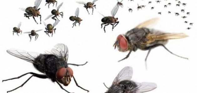 Le miracle de la mouche selon le Saint Coran – LumiereIslamique